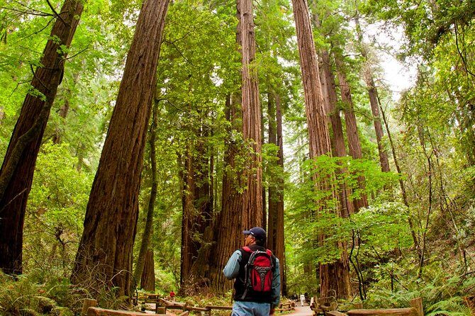 Redwoods of Marin and Mt. Tamalpais Walking Tour with Local Guide - Introduction