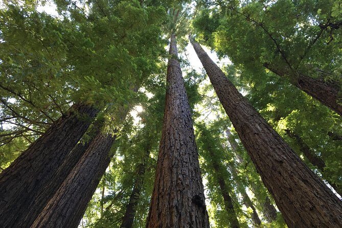 Redwoods of Marin and Mt. Tamalpais Walking Tour with Local Guide - The Value for Nature and Adventure Seekers