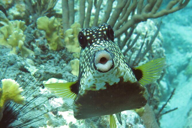 Reef and Turtle Adventure - Kayak and Snorkel Tour - Who Should Book This Tour?