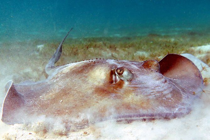 Reef and Turtle Adventure - Kayak and Snorkel Tour - The Sum Up