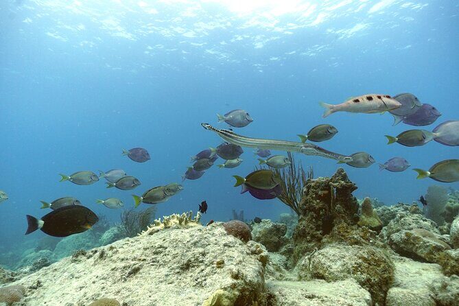 Reef and Turtle Adventure - Kayak and Snorkel Tour - Frequently Asked Questions