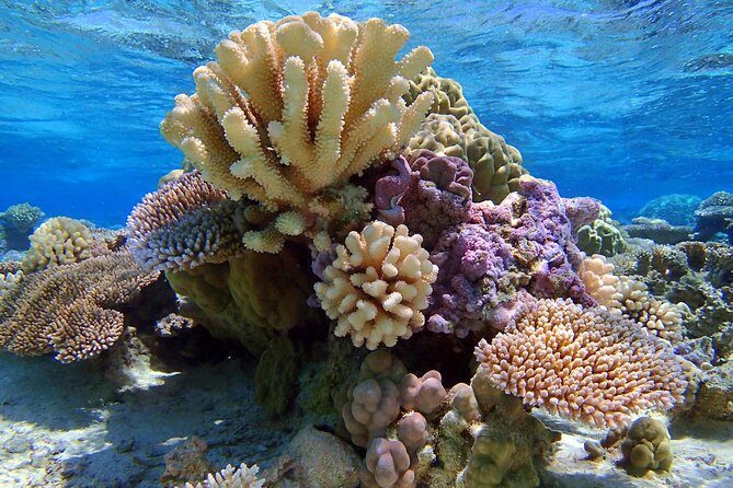 Reef Discovery Half Day Group Signature Tour - Group Size and Comfort