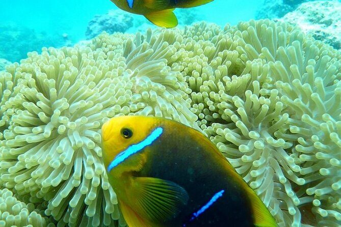 Reef Discovery Luxury Private Snorkeling Lagoon Tour - The Experience: What to Expect from Start to Finish