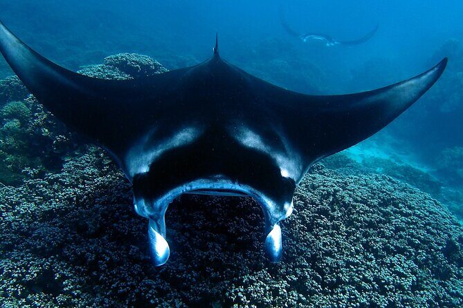 Reef Discovery Luxury Water Lunch Cruise - Who Will Love This Experience?