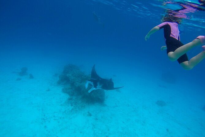 Reef Discovery Private Full Day Lagoon Tour & Motu Lunch - An In-Depth Look at the Reef Discovery Private Lagoon Tour