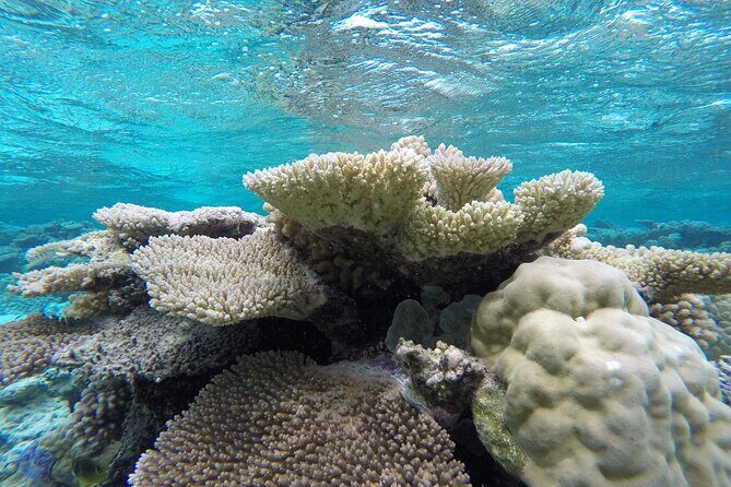 Reef Discovery Private Full Day Lagoon Tour & Water Lunch - The Sum Up: Is It Worth It?