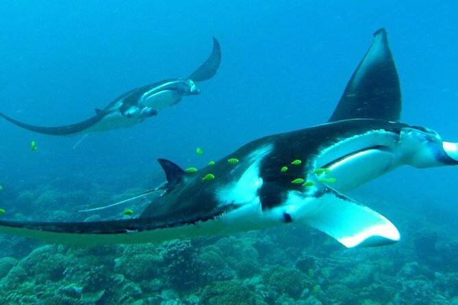 Reef Discovery Private Half Day Lagoon Tour - The Itinerary Breakdown