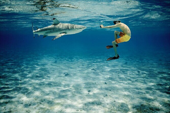 Reef Discovery Private Half Day Lagoon Tour - FAQ
