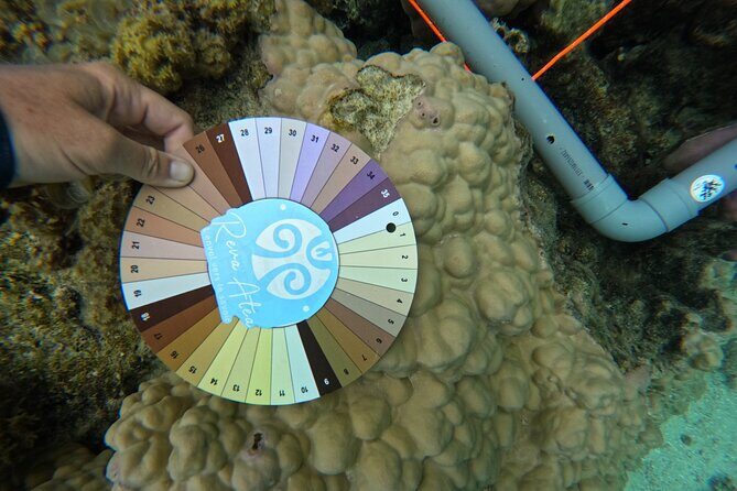 Reef Exploration with Reva Atea participatory science - Discovering Mooreas Underwater Wonders with Reva Atea