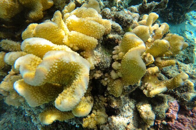 Reef Exploration with Reva Atea participatory science - Why This Tour Is Worth Considering