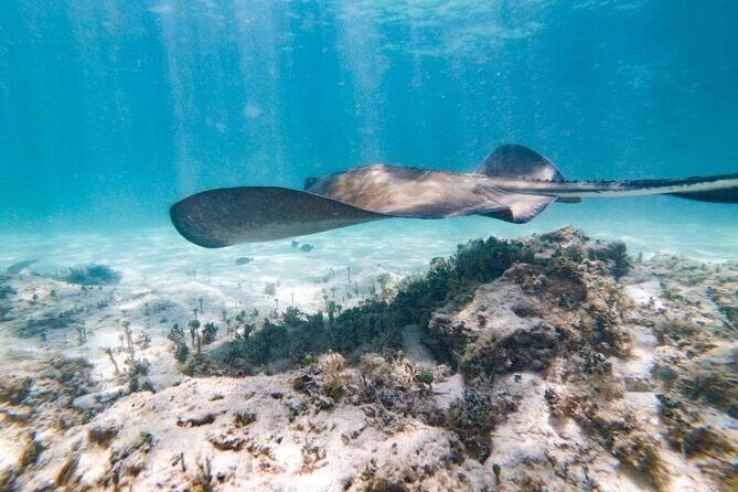 Reef Explorer Half Day Trip - What the Itinerary Looks Like