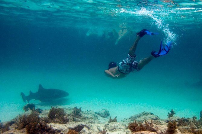 Reef Explorer Half Day Trip - The Value of the Reef Explorer Tour