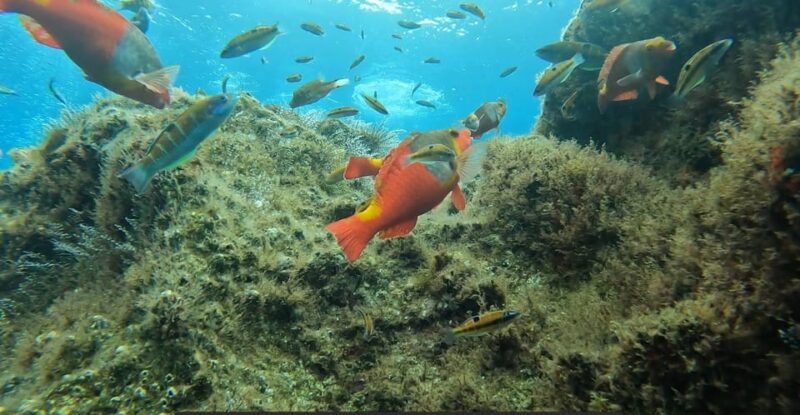 Reef Fish Watching - What Makes This Tour Special