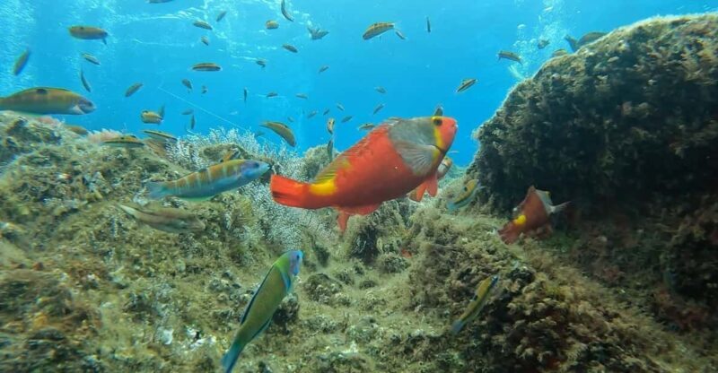 Reef Fish Watching - Why the Focus on Reef Fish Matters