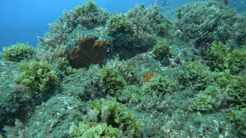 Reef Fish Watching - Pricing and Value
