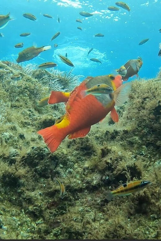 Reef Fish Watching - Authentic Marine Encounters with Madeiran Fish