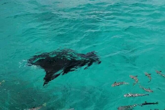 Reef island private tour - A Detailed Look at the Reef Island Private Tour