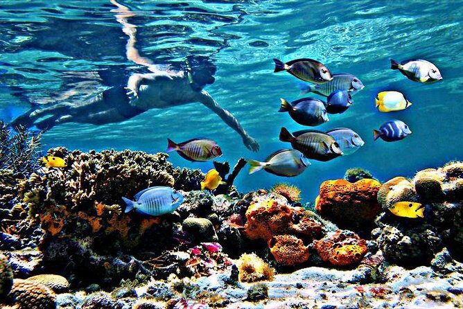 Reef Snorkel & Ocean Paddle Adventure in Fort Lauderdale Beach - Final Thoughts on Value and Suitability