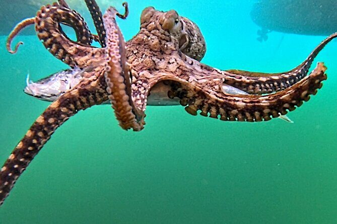 Reef Snorkel under the Captain Cook monument in Kealakekua Bay - An In-Depth Look at the Snorkel Experience