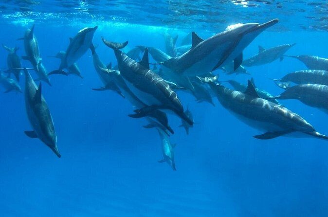 Reef Snorkel under the Captain Cook monument in Kealakekua Bay - Summary