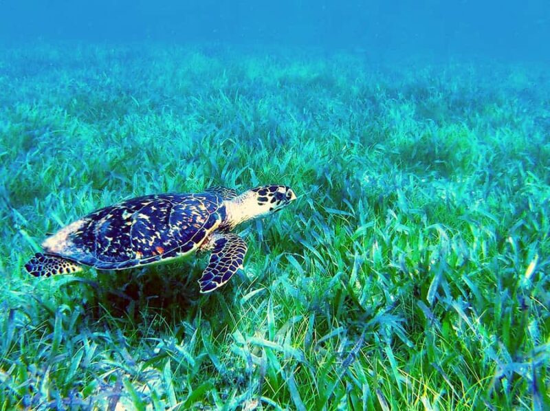 Reef Snorkeling , 3 amazing Cenotes , great local food - Authenticity and Value