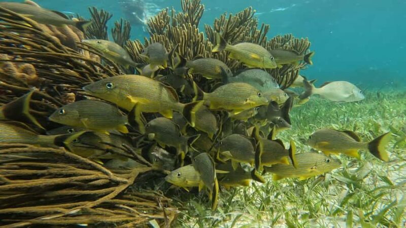 Reef Snorkeling , 3 amazing Cenotes , great local food - Who Should Consider This Tour?