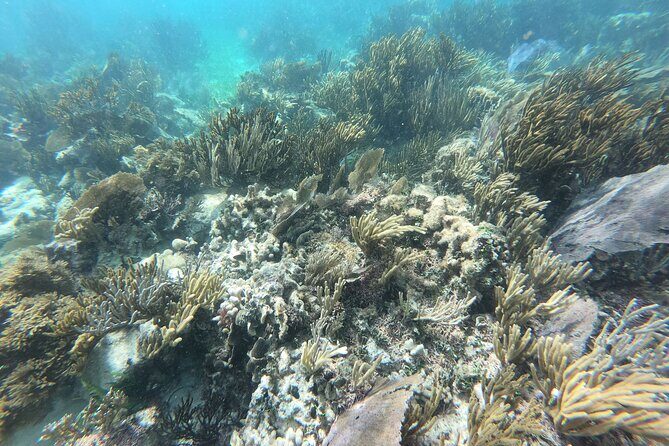 Reef Snorkeling with ATV, Zipline, Cenote that includes lunch and transportation - Who Should Consider This Tour