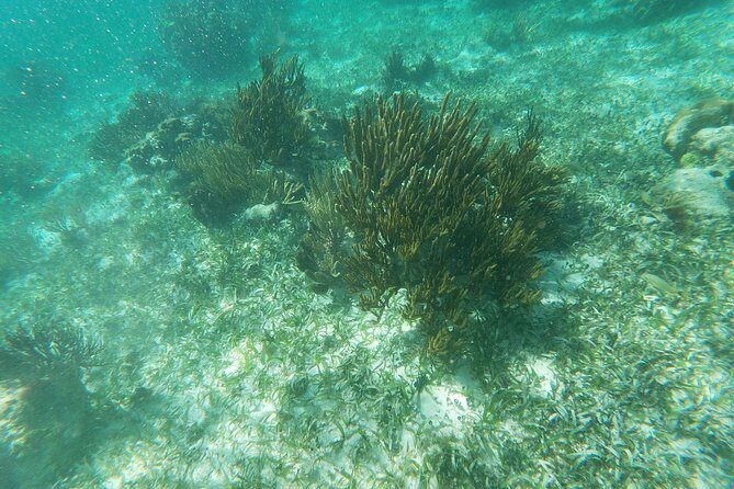Reef Snorkeling with ATV, Zipline, Cenote that includes lunch and transportation - FAQs