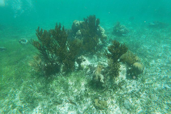 Reef Snorkeling with ATV, Zipline, Cenote that includes lunch and transportation - The Bottom Line