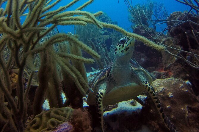 Refresher Dive - What to Expect During Your Refresher