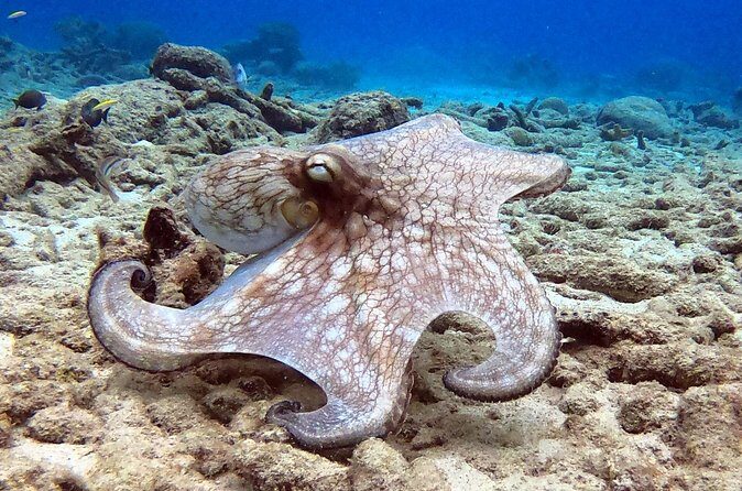 Refresher Dive - Practical Details