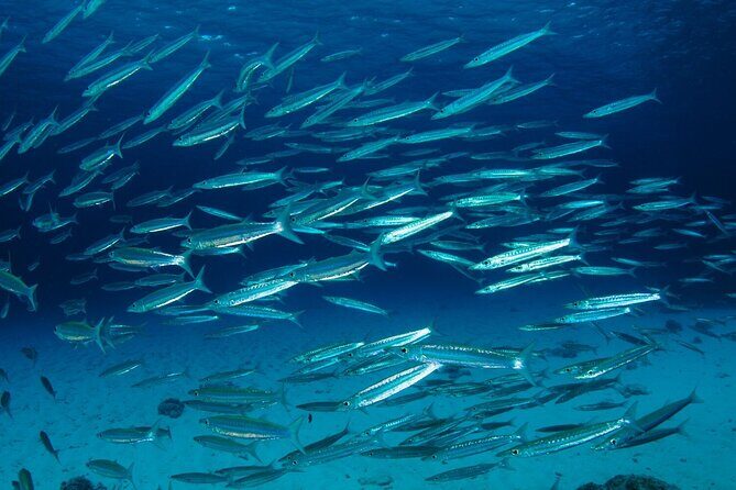 Refresher scuba diving trip, 3 dives at Racha Noi and Racha Yai - Introduction: Why This Refresher Trip Might Be Perfect for You