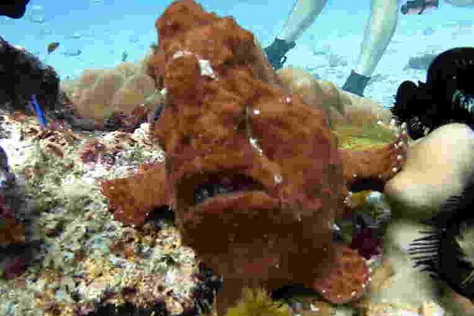 Refresher scuba diving trip, 3 dives at Racha Noi and Racha Yai - Practical Details and Logistics