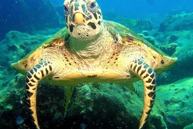 Refresher scuba diving trip, 3 dives at Racha Noi and Racha Yai - The Sum Up: Who Will Love This Experience?