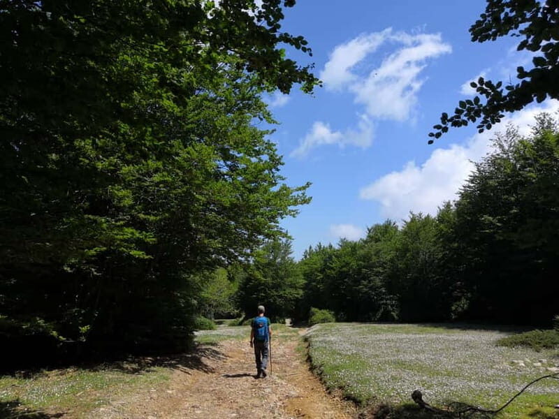 Reggio Calabria: Aspromonte Trails Trek to Montalto Summit - Introduction: An Authentic Mountain Adventure