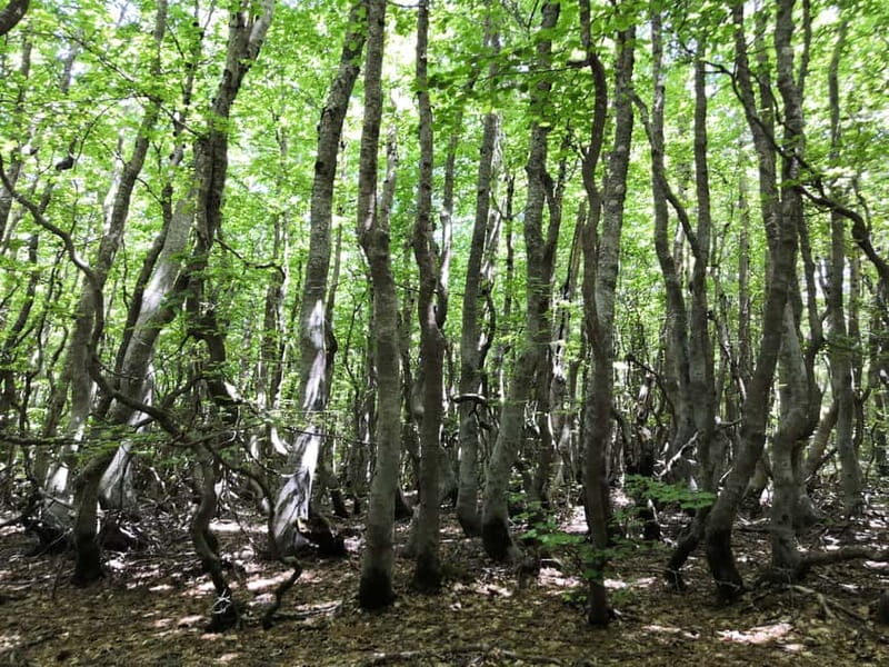 Reggio Calabria: Aspromonte Trails Trek to Montalto Summit - What’s Included and What to Expect