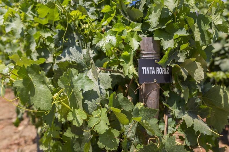 Régua: Wine Tasting at a Farm, Traditional Lunch, Cruise and Train - Who Should Consider This Tour?