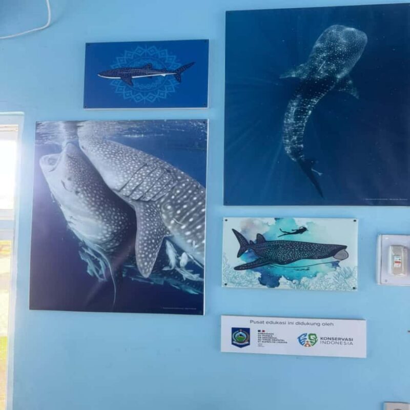 Regular Daily Sumbawa Whale Sharks One Day Tour - Frequently Asked Questions