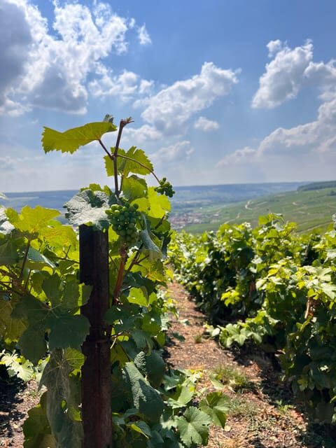Reims/Epernay: Champagne Day Tour with Tastings - Authentic and Enjoyable: What Travelers Say