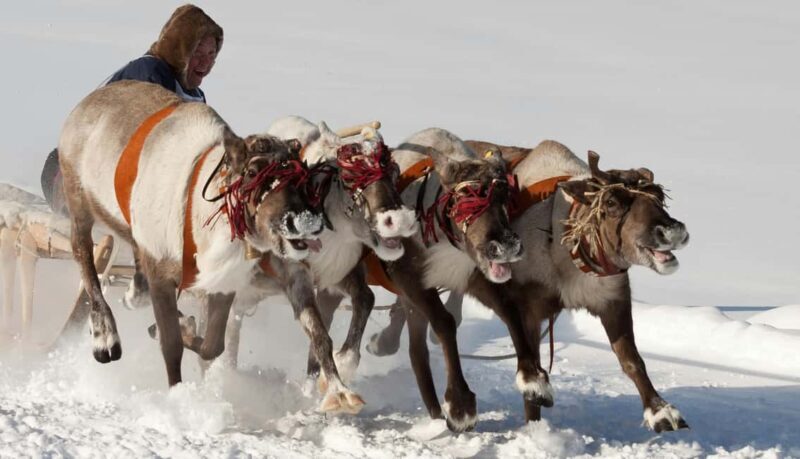 Reindeer Farm Visit with Sled Ride and Ice Fishing - The Sum Up