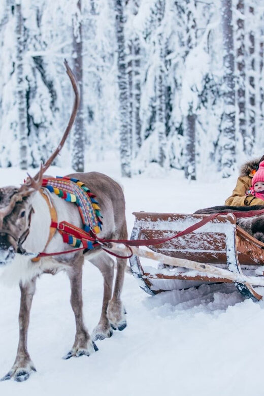 Reindeer Farm Visit with Sleigh Ride - A Close Look at the Tour