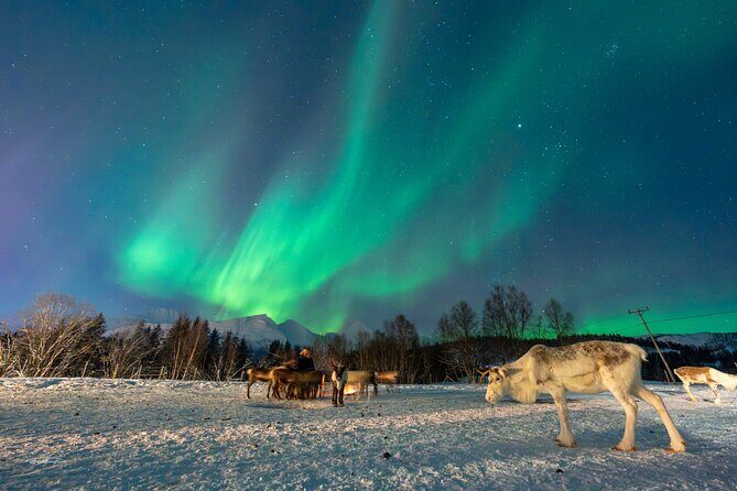 Reindeer Feeding and Sledding, Sami Storytelling Night Tour - A Scenic Start: From Tromsø to Lavangsdalen