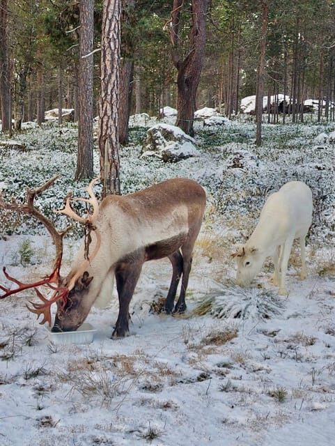 Reindeer feeding in Inari - The Itinerary and What You Can Expect