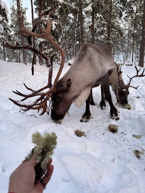 Reindeer feeding in Inari - The Experience Provider: Galddoaivi Safaris