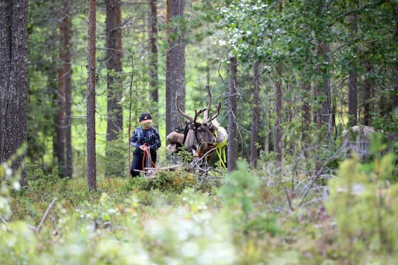 Reindeer Hike in Kuusamo nature - An In-Depth Look at the Reindeer Hike Experience