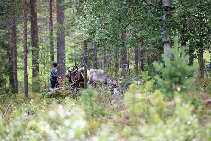 Reindeer Hike in Kuusamo nature - Final Thoughts on Value and Authenticity