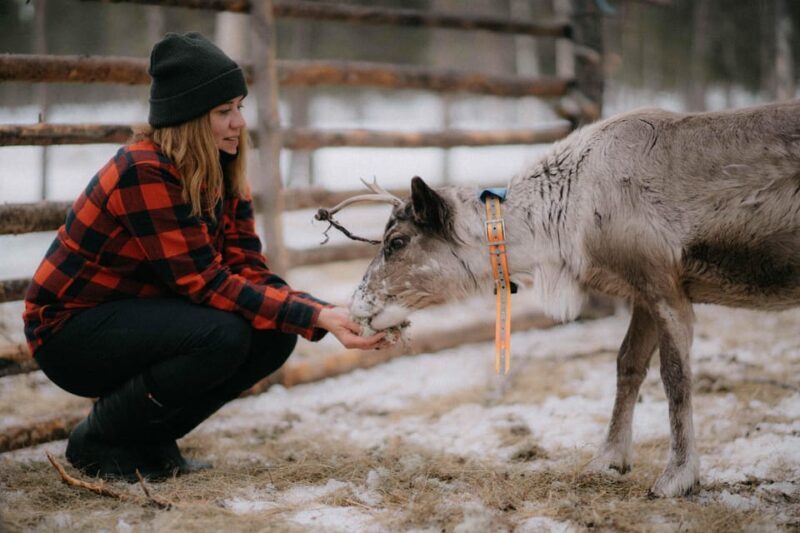 Reindeer Husbandry with Snowmobile Sleigh Ride and Lunch - An In-Depth Look at the Experience