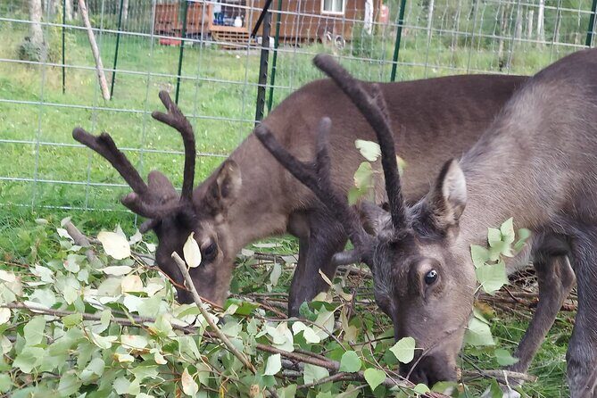 Reindeer Meet and Feed - Talkeetna - Reindeer Meet and Feed - Talkeetna Review: An Authentic Arctic Encounter