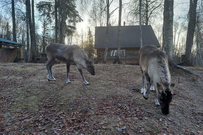 Reindeer Meet and Feed - Talkeetna - The Authenticity and Practicality of the Tour