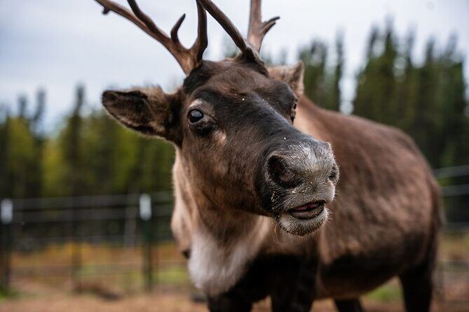 Reindeer Meet and Greet - Reindeer Meet and Greet: An Authentic Alaskan Encounter in Fairbanks